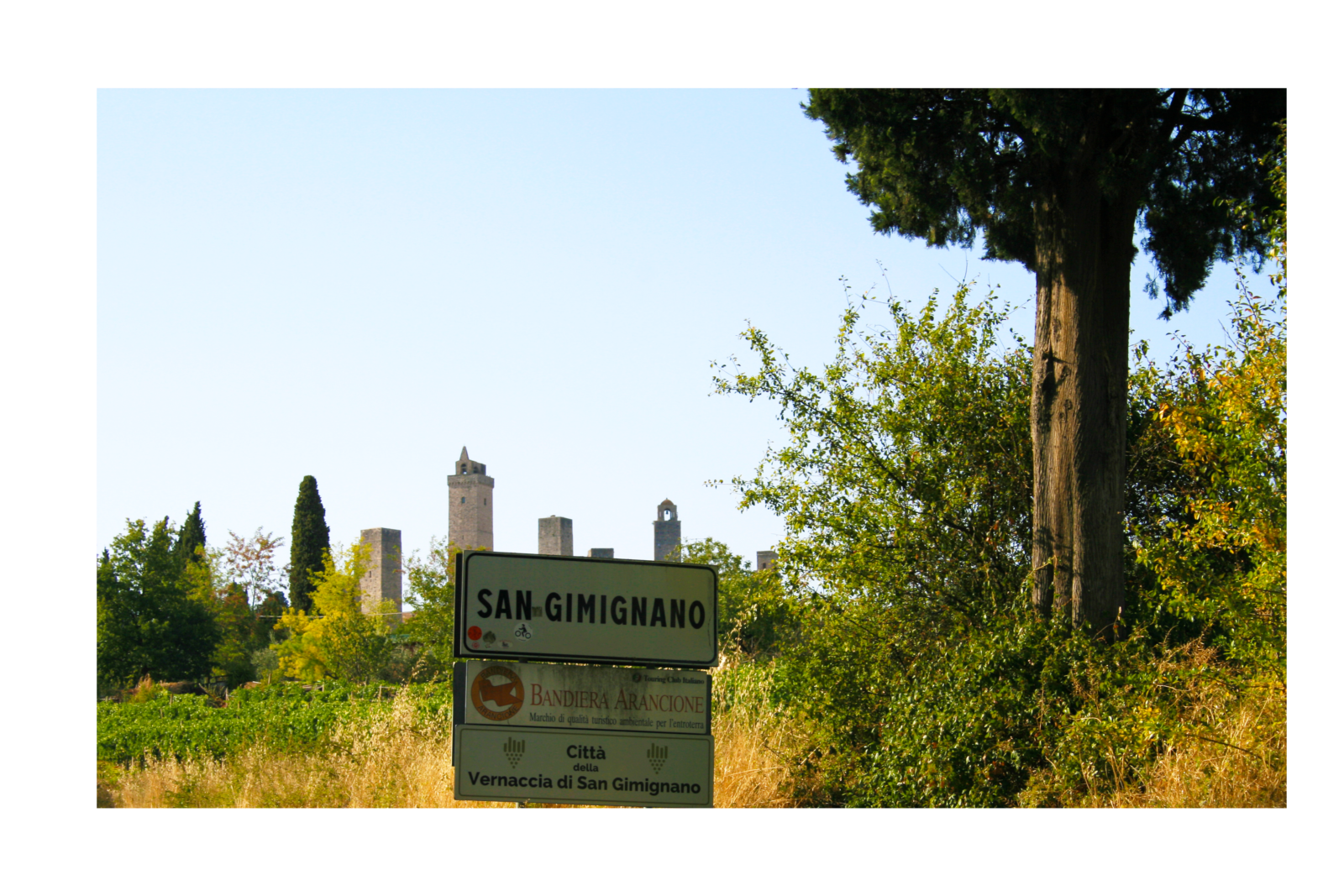 Vernaccia di San Gimignano: The Wine of the Secrets - La Marronaia