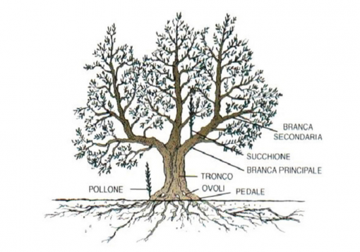 What's The Polyconic Vase Pruning Method? - La Marronaia